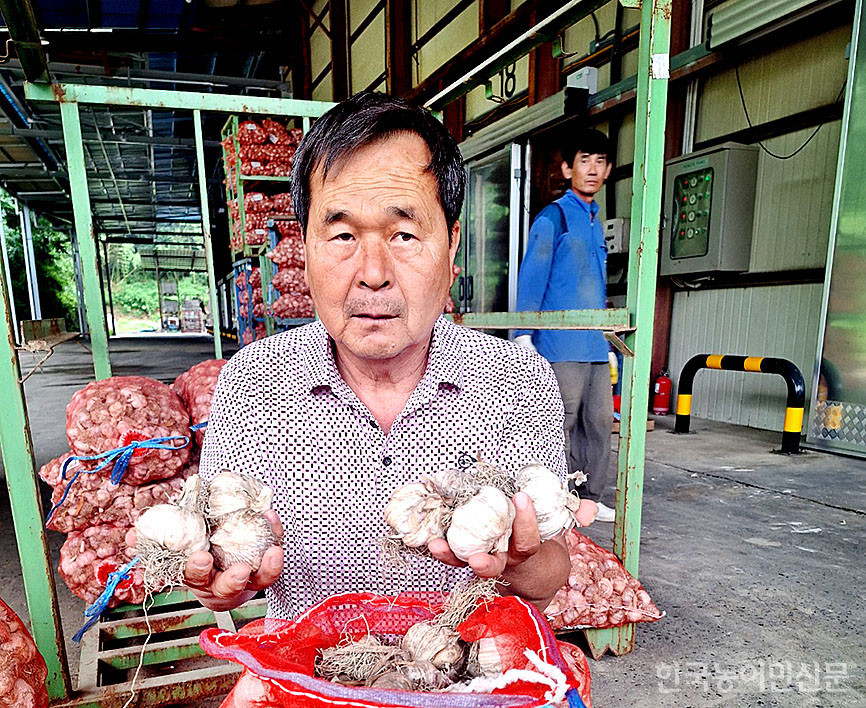 병해·생리장해 ‘코코리’로 극복…마늘·양파 수확량 되레 늘어