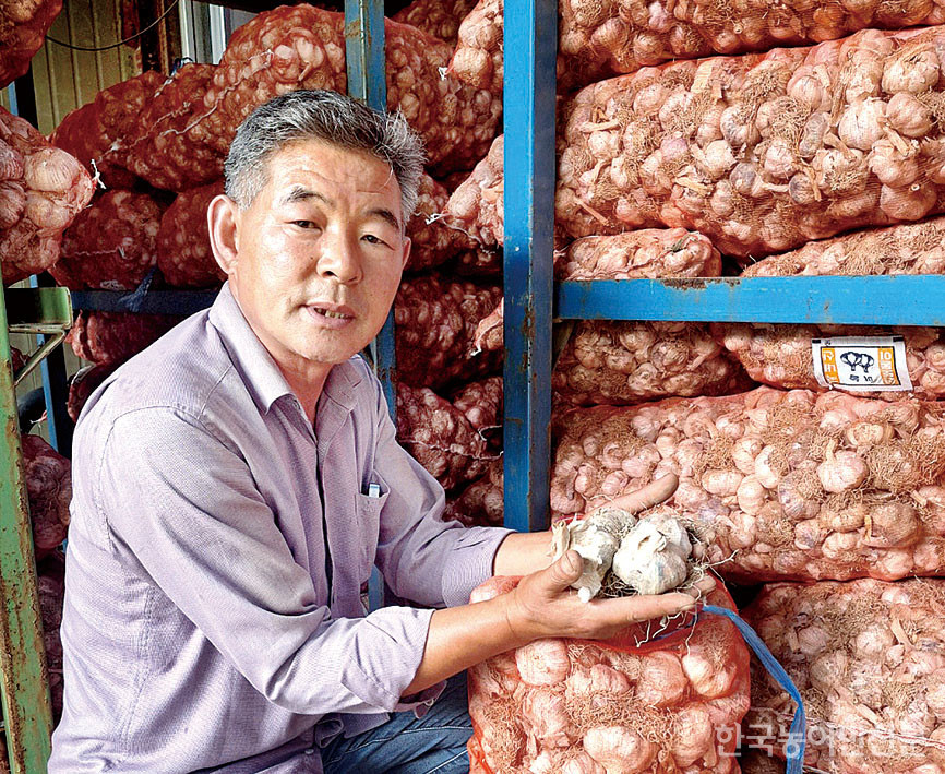 병해·생리장해 ‘코코리’로 극복…마늘·양파 수확량 되레 늘어