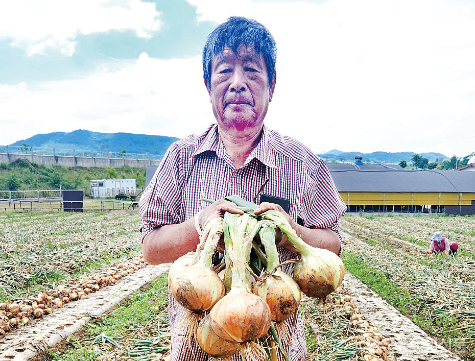 병해·생리장해 ‘코코리’로 극복…마늘·양파 수확량 되레 늘어