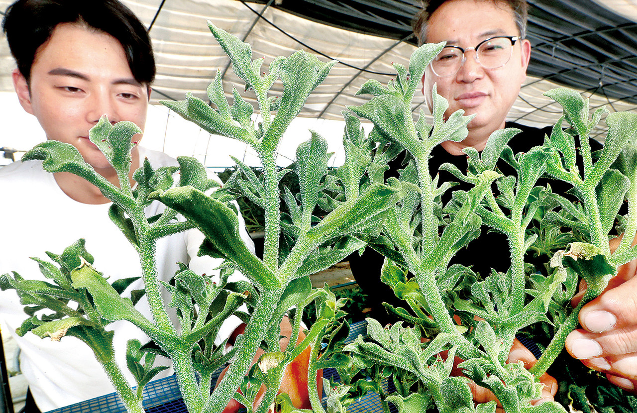 고기능 다육채소 ‘아이스플랜트’