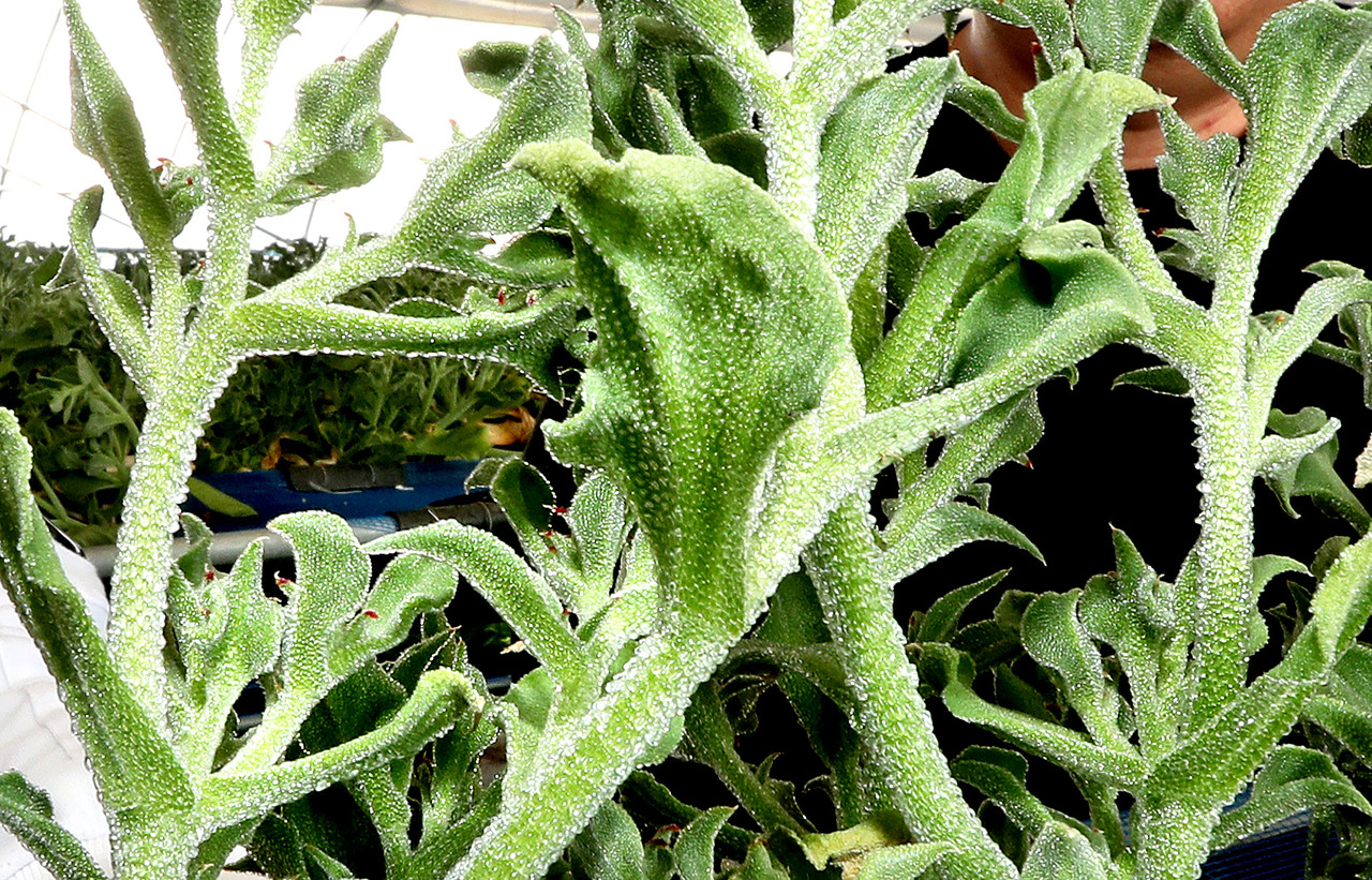 고기능 다육채소 ‘아이스플랜트’