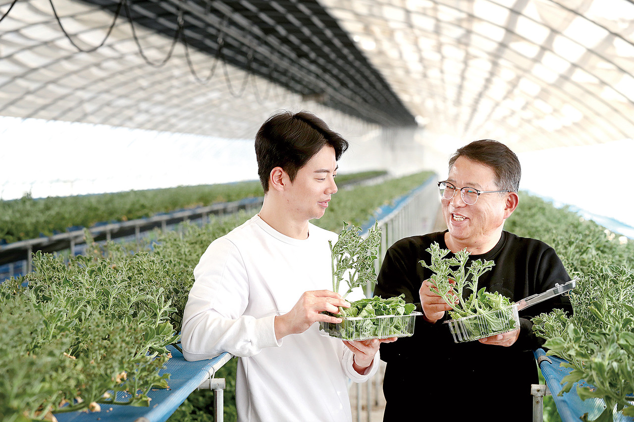 고기능 다육채소 ‘아이스플랜트’