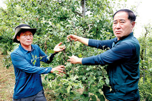 밀양 얼음골사과 절반이 피해···2~3cm 어린사과에 상처